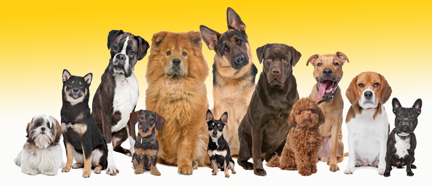 Dog Breeds List & Information For All Breeds | PEDIGREE
