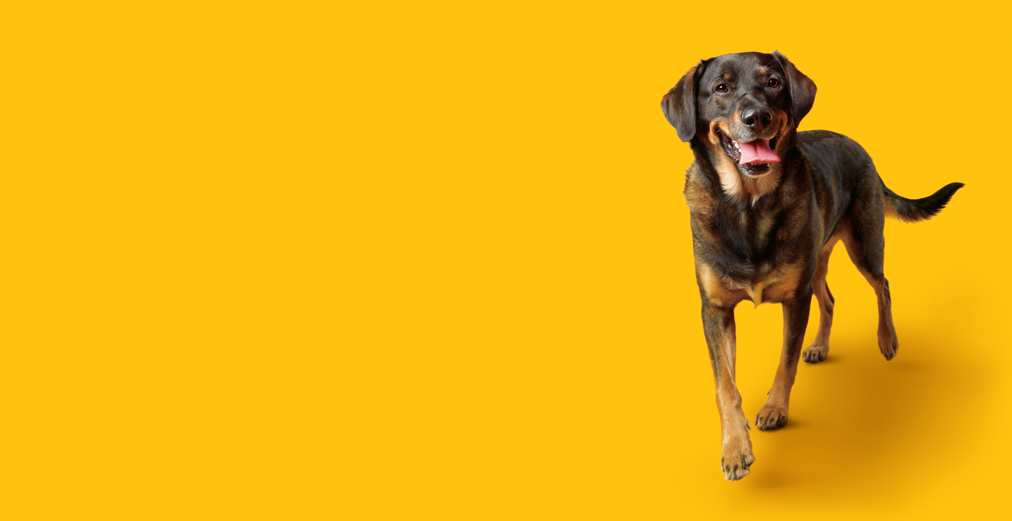 Dog Articles and Information | PEDIGREE® New Zealand